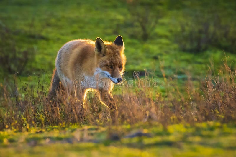Wild Red Fox, Vulpes Vulpes, at Sunset Stock Photo - Image of woodland ...