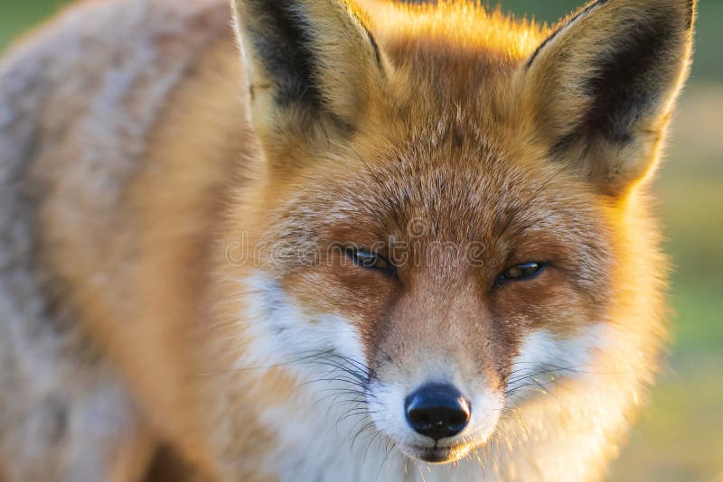 Wild Red Fox, Vulpes Vulpes, at Sunset Stock Photo - Image of cunning ...