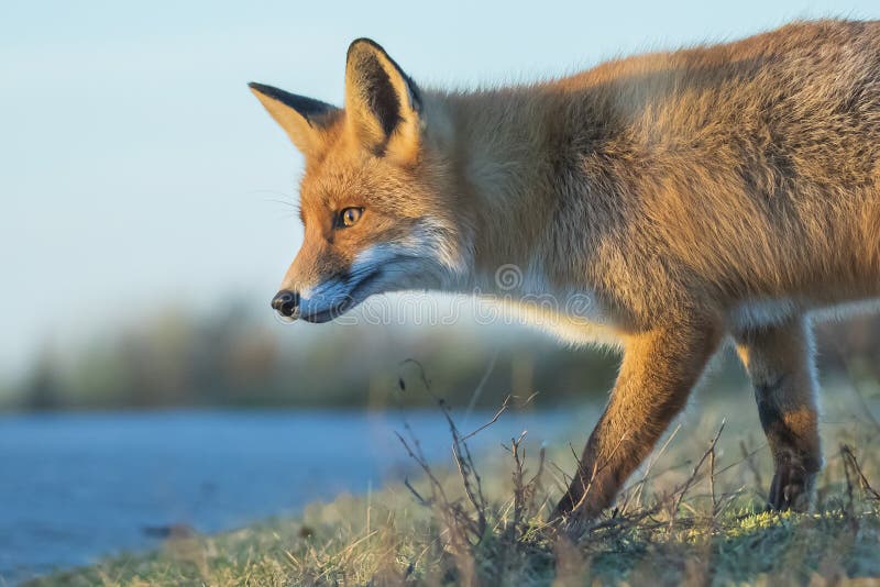 Wild Red Fox, Vulpes Vulpes, at Sunset Stock Image - Image of mammal ...