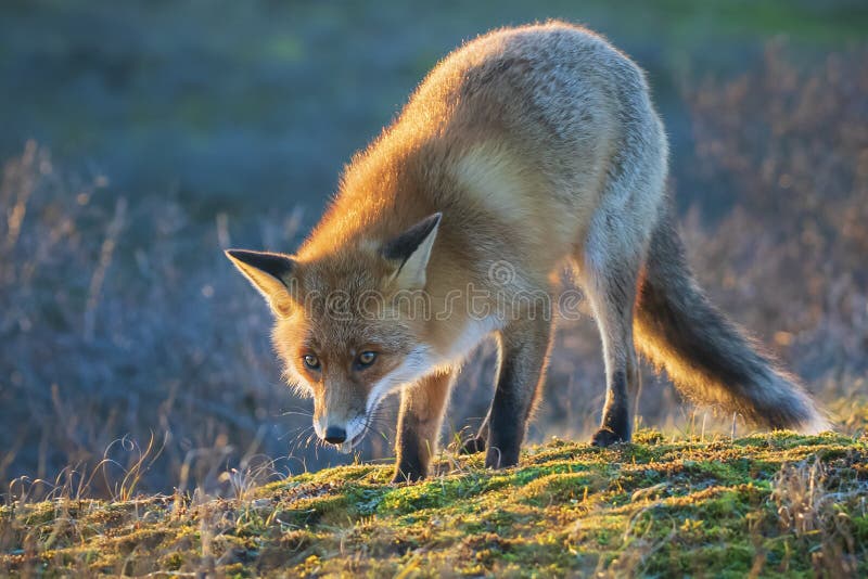 Wild Red Fox, Vulpes Vulpes, at Sunset Stock Image - Image of outdoors ...