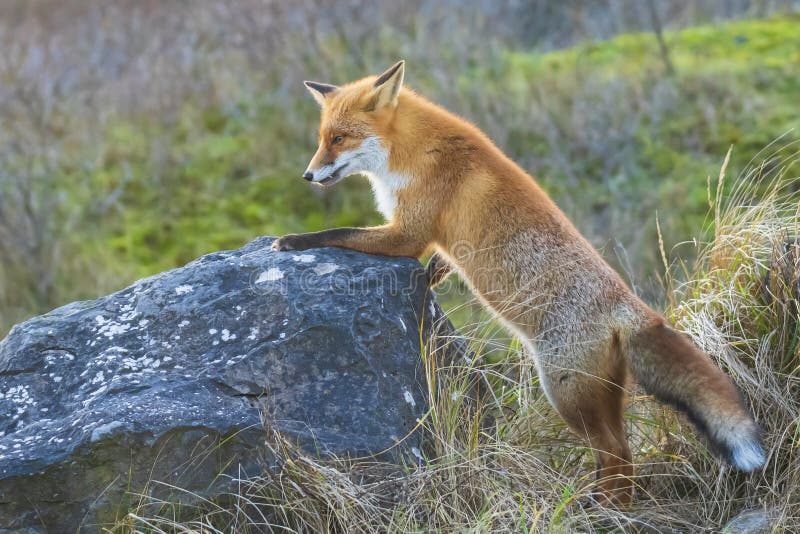 Wild red fox Vulpes Vulpes stock image. Image of animal - 173591701
