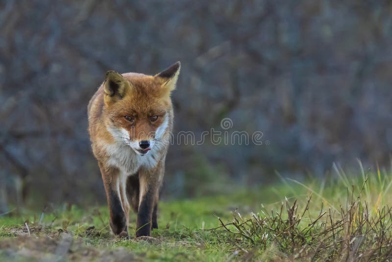 Wild red fox Vulpes Vulpes stock photo. Image of animal - 190073066