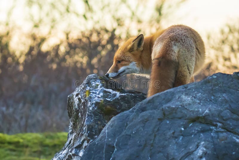 Wild red fox Vulpes Vulpes stock photo. Image of woodland - 193411792