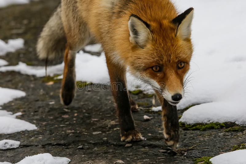 Wild Red Fox in Winter Forest Stock Image - Image of carnivore ...