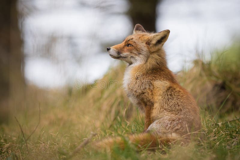 Wild red fox stock image. Image of mammal, nature, vulpes - 54007763