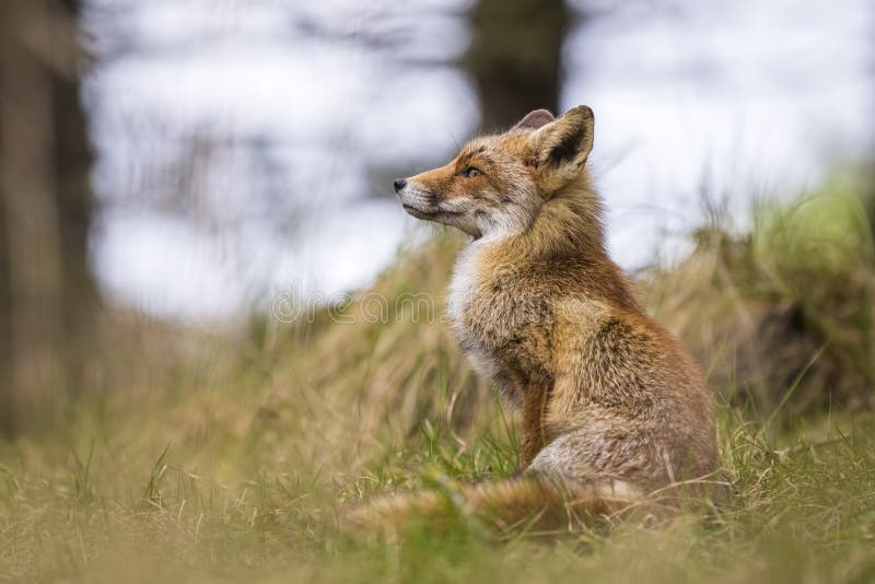 Wild red fox stock photo. Image of juvenile, animal, grass - 54740576