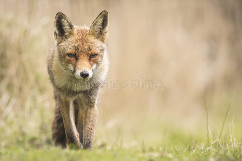 Wild red fox stock photo. Image of wild, nature, wilderness - 58276414