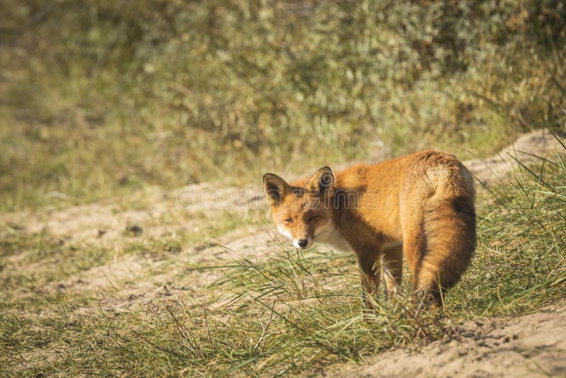 Wild red fox stock image. Image of mammal, scavenger - 64079537