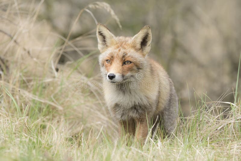 Wild red fox stock photo. Image of wildlife, nature, predator - 69529784