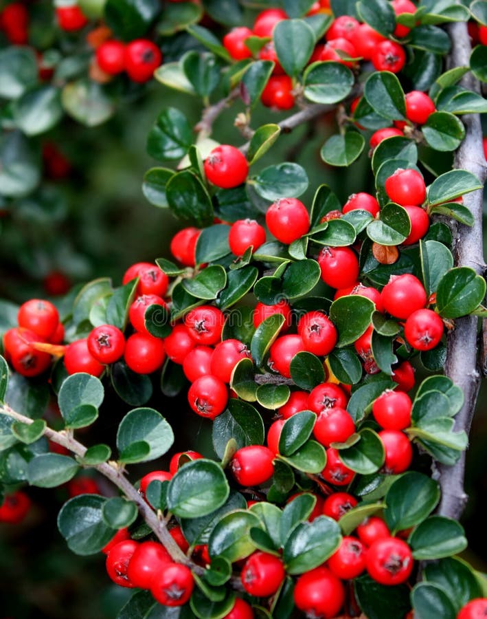 Wild red fruit stock photo. Image of preserves, forest - 11305778