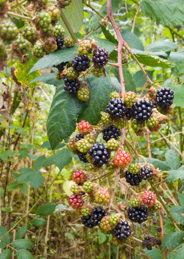 Wild red fruit stock photo. Image of branch, tree, produce - 193972592