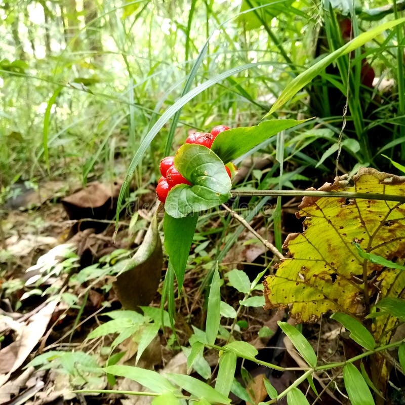 Wild Red Fruit in the Forest on the Edge of the City Stock Photo ...