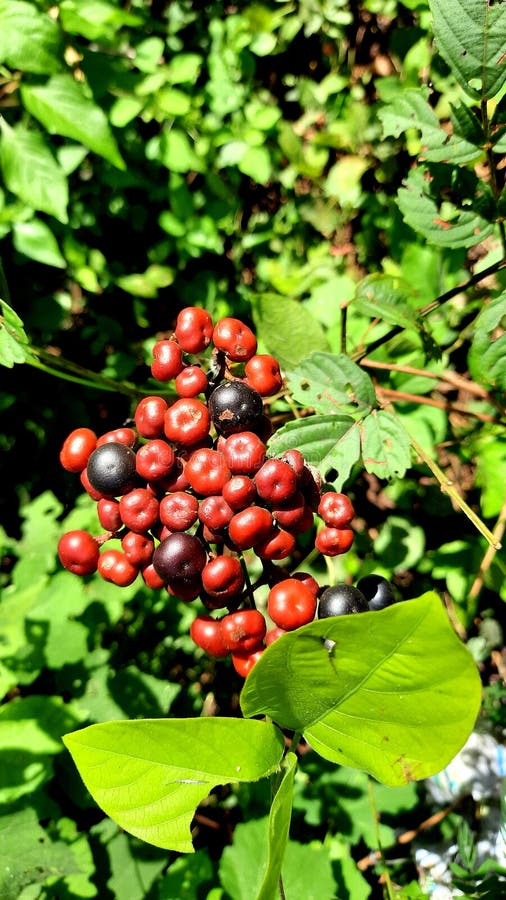 Wild red fruit stock image. Image of blossom, leaf, food - 206718665