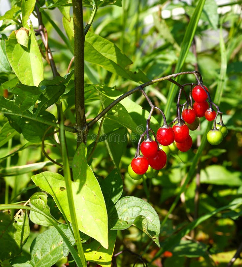 Wild red fruits stock photo. Image of beautiful, attached - 10451452