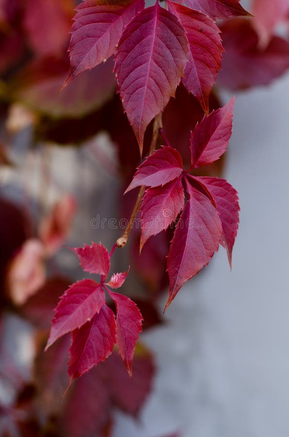 Wild Red Grape Leaves. Bright Fall Background. Stock Image - Image of ...