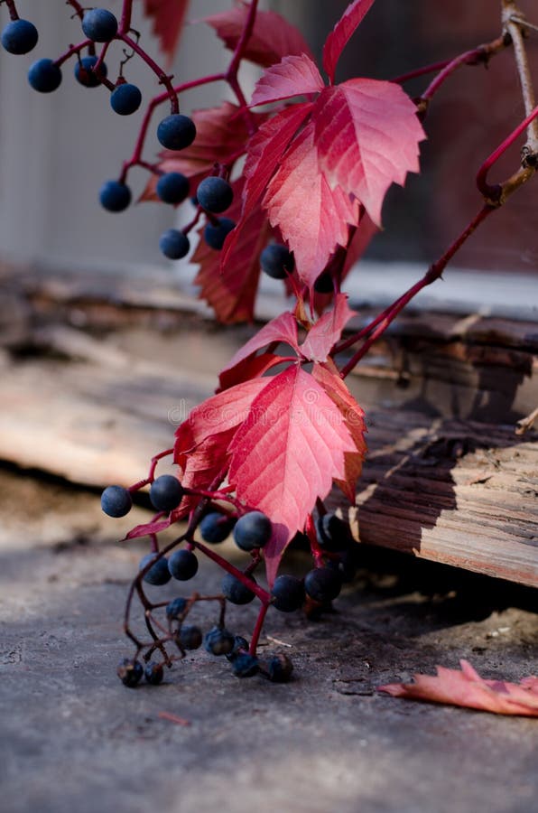Wild Red Grape Leaves and Purple Berries. Bright Fall Background. Stock ...