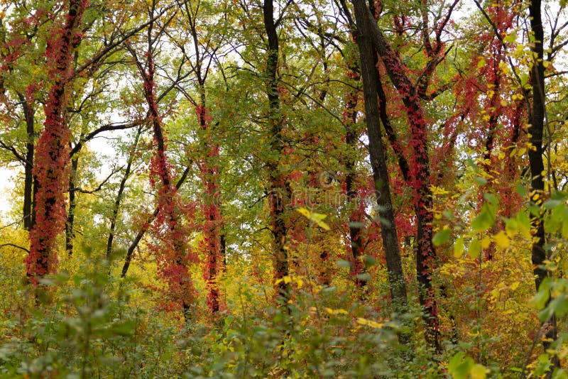 Wild Red Grapes on a Forest Trees Stock Image - Image of leaves, green ...