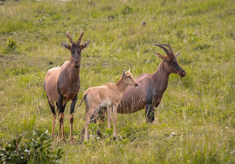 Wild Red Hartebeest Antelope Stock Photo - Image of adult, wild: 111525164