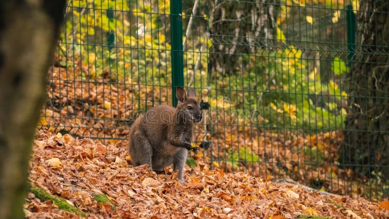 Wild Red Kangaroo in a Zoo. Stock Photo - Image of joey, national ...