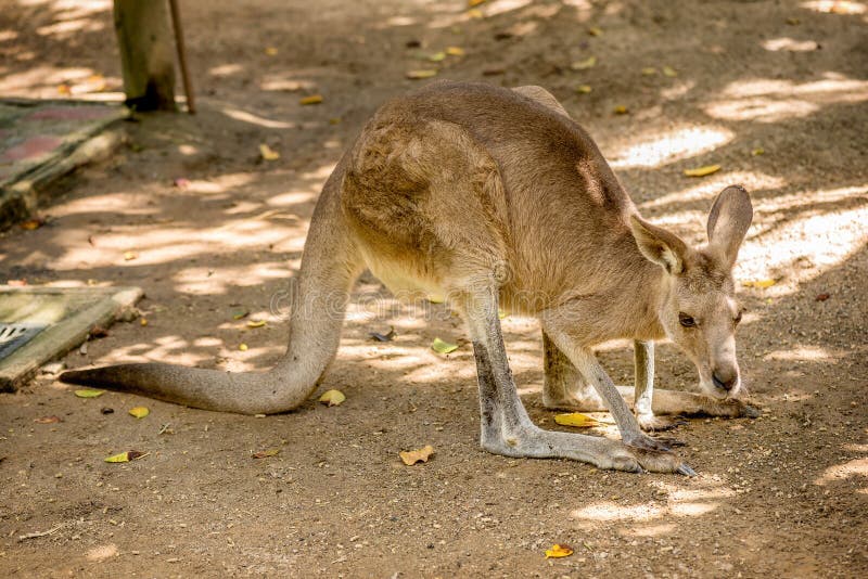 Wild Red Kangaroo in the Zoo in Queensland, Australia Stock Image ...