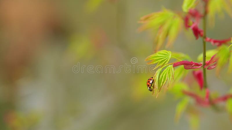 Wild Red Ladybug on Green Leaves of Japanese Maple Trees that are ...