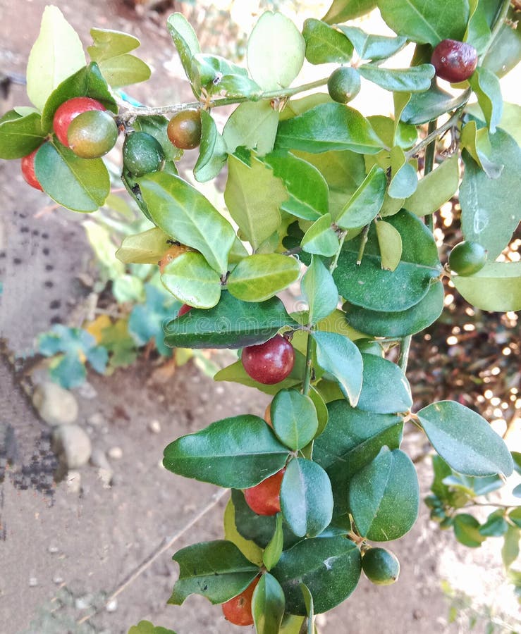 Relime Stock Photos - Free & Royalty-Free Stock Photos from Dreamstime