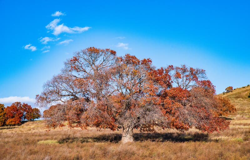 Fire Inner Mongolia Stock Photos - Free & Royalty-Free Stock Photos ...