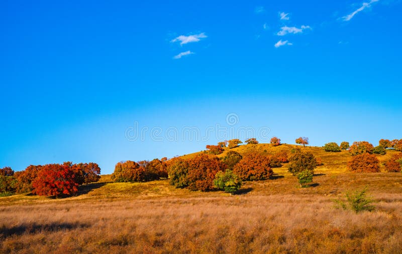 Wild Red Maple Trees in Inner Mongolia Steppe Stock Photo - Image of ...