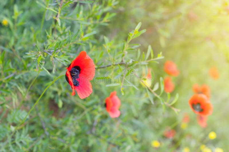 Wild Mountain Poppies in the Spring Meadow Stock Photo - Image of glade ...