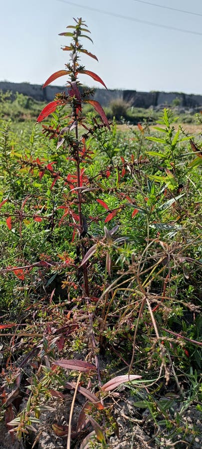 Wild red plant photography stock image. Image of evergreen - 262260781