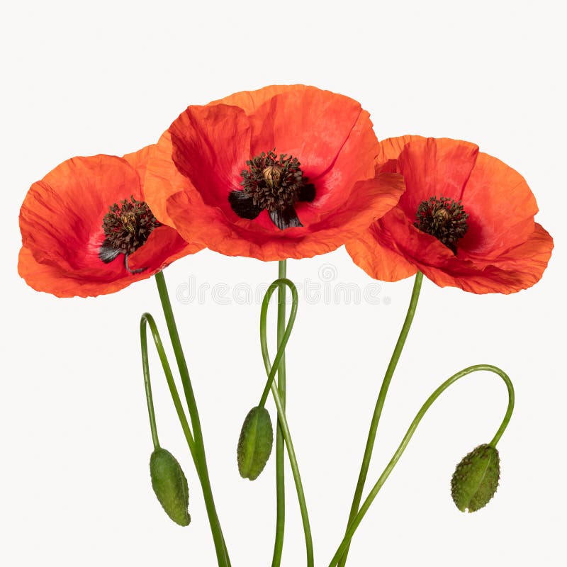 Wild Red Poppies. Isolated on White Background. Front View Stock Image ...