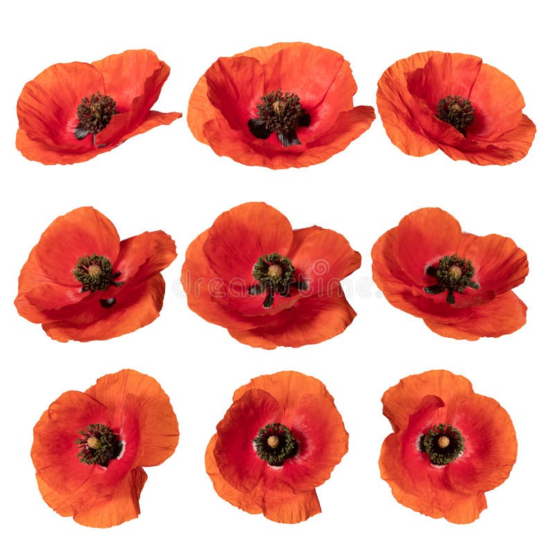 Wild Red Poppies. Isolated on White Background. Front View Stock Photo ...