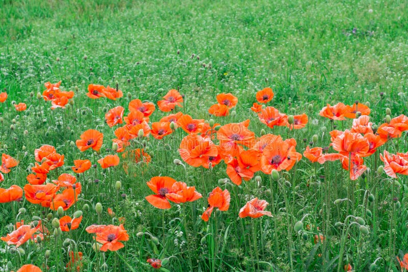 Wild red poppies stock image. Image of flower, plants - 119297975