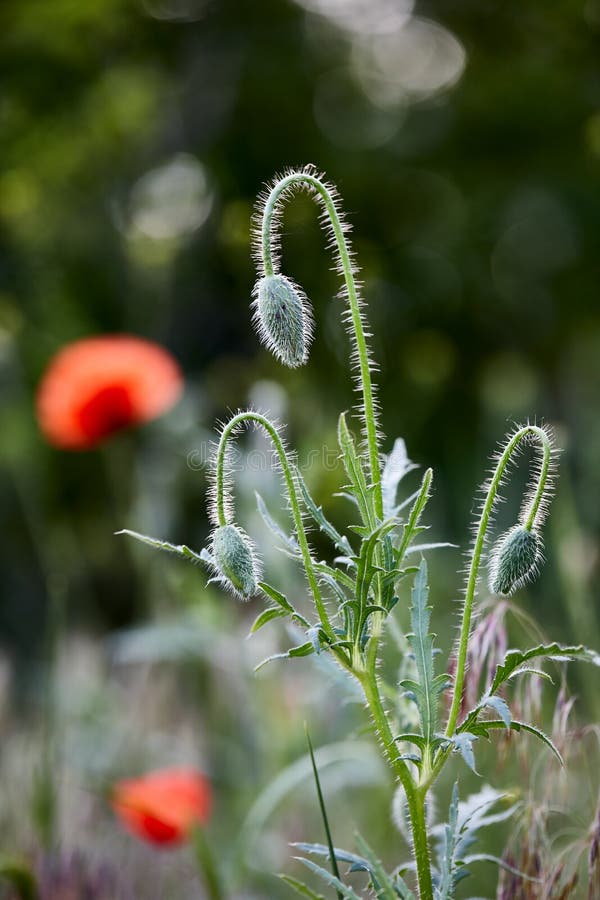 Wild red poppy buds stock photo. Image of growth, herb - 67760884