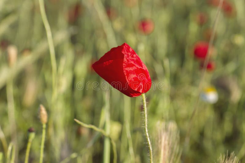 Wild Red Poppy Flower Close Up Stock Photo - Image of bokeh, corn ...
