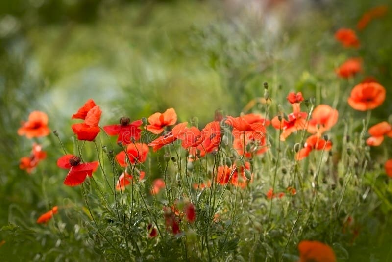 Wild red poppy flower stock photo. Image of flower, focus - 42270330