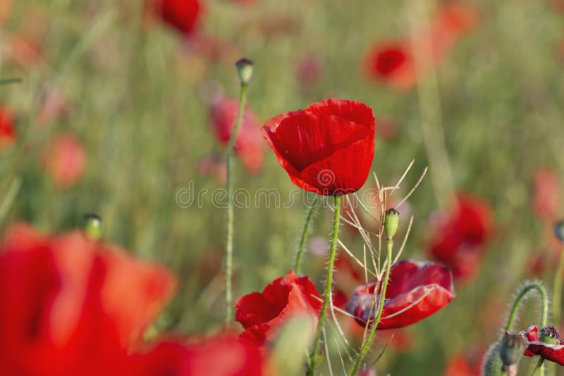 Wild red poppy flowers stock image. Image of decorative - 216536667