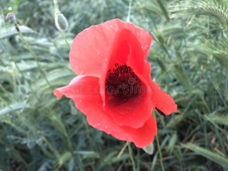Wild Red Poppy on Green Grass Field Stock Image - Image of flowers ...