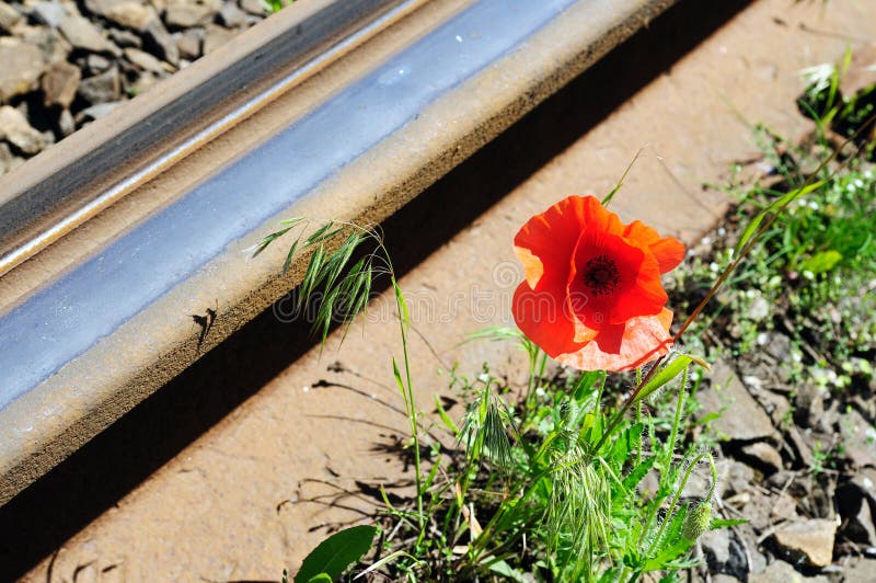 Wild Red Poppy Near Railway Stock Image - Image of rail, close: 14633729