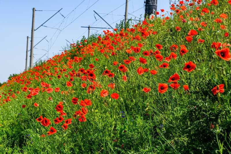 Wild Red Poppy Plants Blossoming at Spring Stock Image - Image of fresh ...
