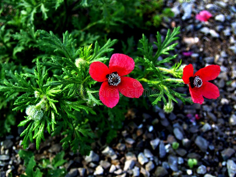 Wild red poppy stock photo. Image of summer, garden, blossom - 70477286
