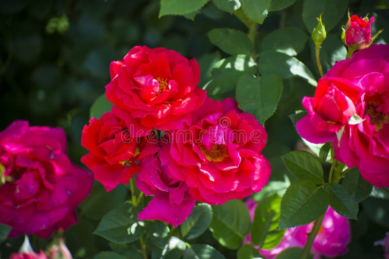 Wild red rose bush stock photo. Image of elegance, romance - 120156334