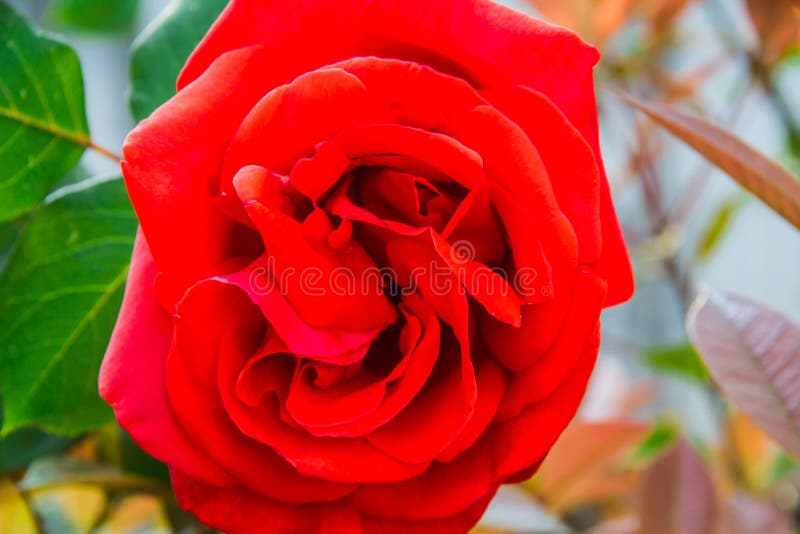 Wild Red Rose stock photo. Image of wild, flora, flower - 150824358