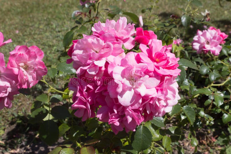 Wild red rose stock photo. Image of spring, bloom, object - 95578716