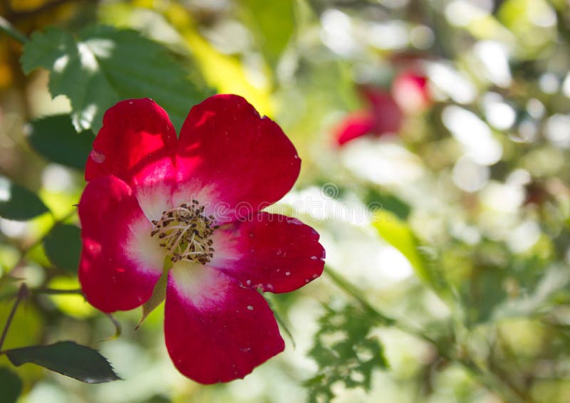 Rosa Spp Stock Photos - Free & Royalty-Free Stock Photos from Dreamstime