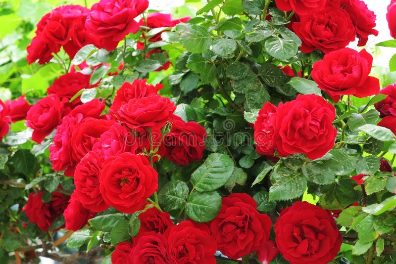 Wild red roses stock image. Image of botanical, leaf - 113548917