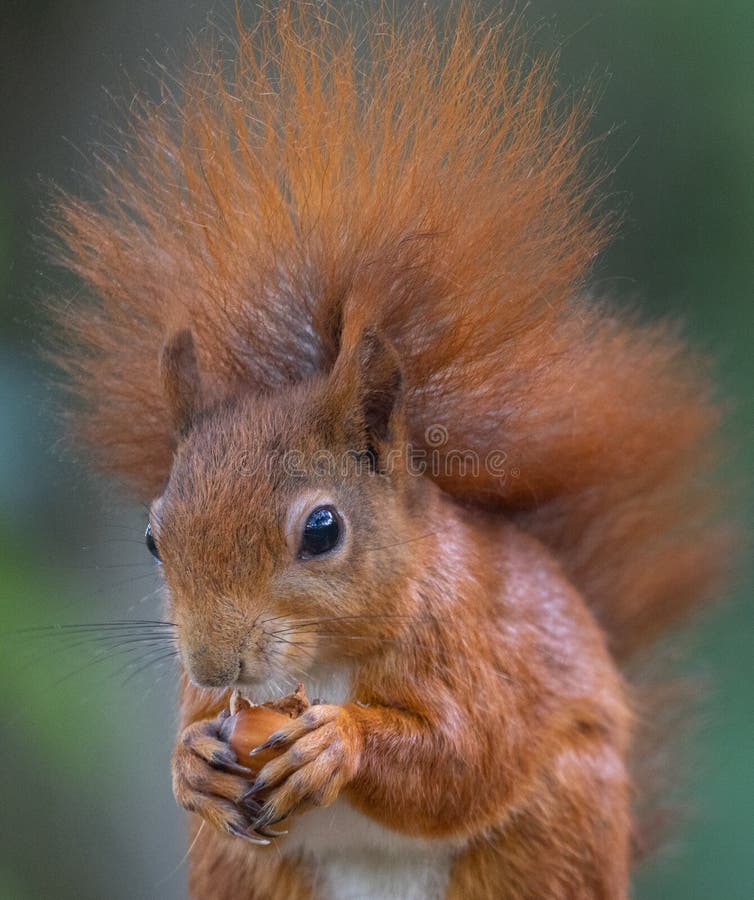 Red Squirrel Eating a Hazelnut Stock Photo - Image of wales, tail ...