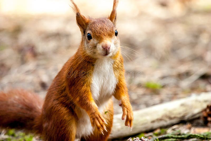 Wild Red Squirrel Formby England Stock Photo - Image of animals, autumn ...