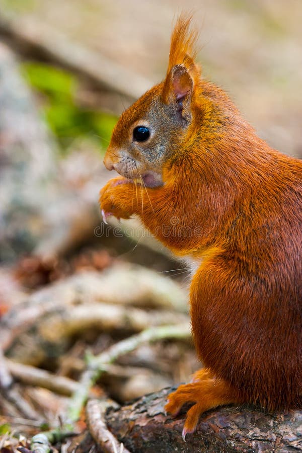 Wild Red Squirrel Formby England Stock Photo - Image of animals, autumn ...