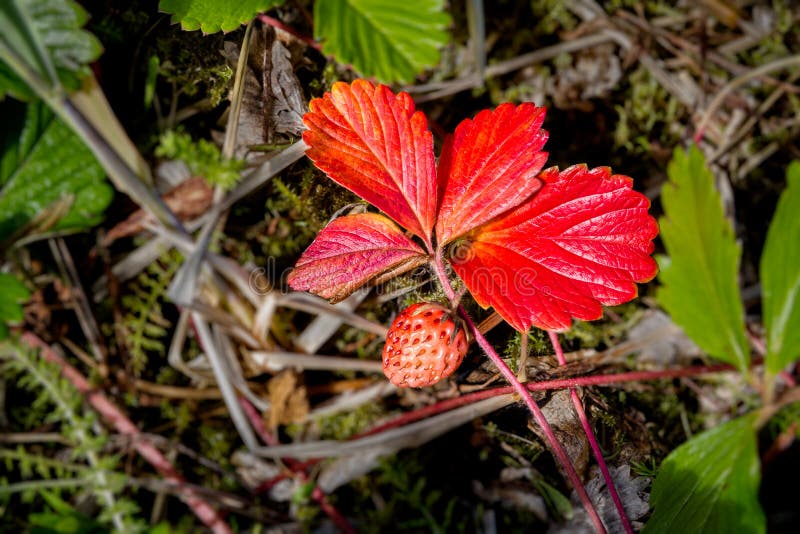 Wild strawberry in Alaska stock image. Image of leafs - 210141775